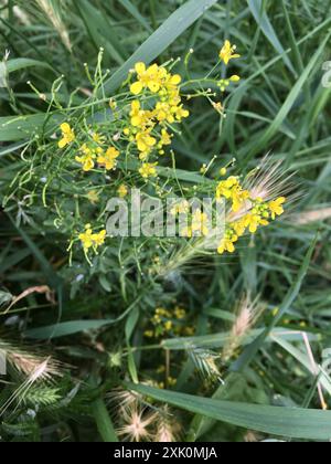 Creeping Yellowcress (Rorippa sylvestris) Plantae Stock Photo - Alamy