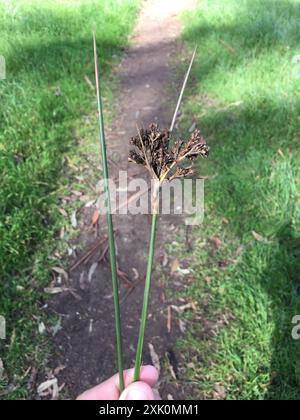 spiny rush (Juncus acutus) Plantae Stock Photo - Alamy