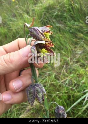 checker lily (Fritillaria affinis), Plantae, Los Altos Hills, CA 94022 ...