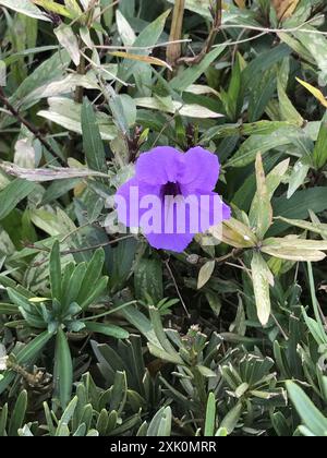 Mexican ruellia (Ruellia simplex) Plantae Stock Photo - Alamy