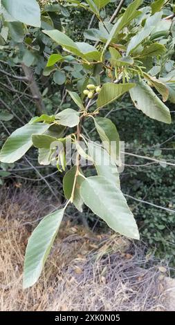 white alder (Alnus rhombifolia) Plantae Stock Photo - Alamy