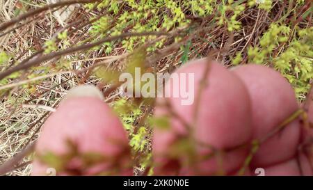 Whitlow-wort (Paronychia virginica Stock Photo - Alamy