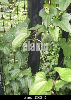 Chinese yam (Dioscorea polystachya) Plantae Stock Photo - Alamy