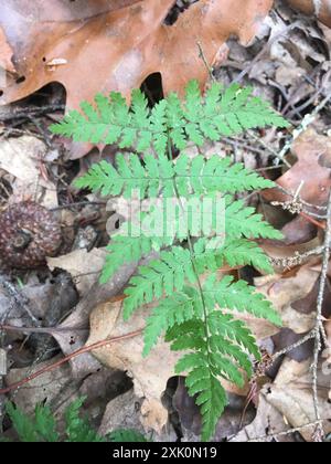 intermediate wood fern (Dryopteris intermedia) Plantae Stock Photo - Alamy