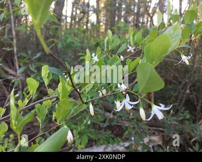 American Snowbell (Styrax americanus) Plantae Stock Photo - Alamy