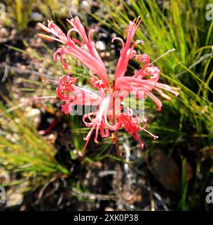 Karkar Reedpipe (Tritoniopsis antholyza) Plantae Stock Photo - Alamy