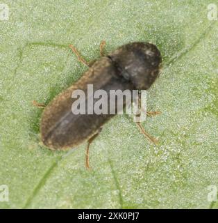 Death-watch Beetles (Ptilinus) Insecta Stock Photo - Alamy