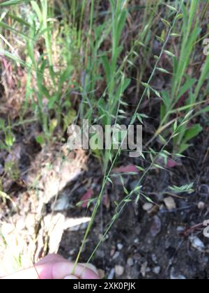 small fescue (Festuca microstachys) Plantae Stock Photo - Alamy