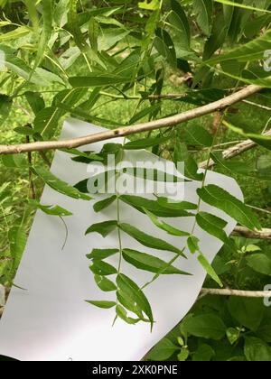 Little Walnut (Juglans microcarpa) Plantae Stock Photo - Alamy