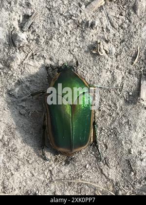 Common Green June Beetle (Cotinis nitida) Insecta Stock Photo - Alamy