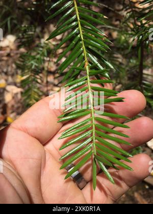 California torreya (Torreya californica) Plantae Stock Photo - Alamy