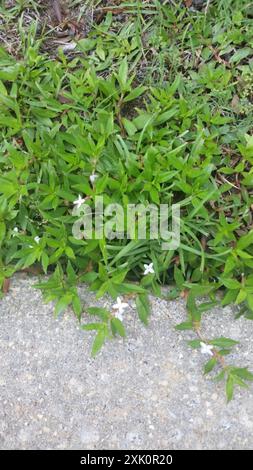 buttonweed (Diodia virginiana) Plantae Stock Photo - Alamy