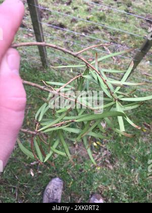 Narrow leaved maire (Nestegis montana) Plantae Stock Photo - Alamy