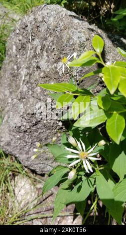 whorled wood aster (Oclemena acuminata) Plantae Stock Photo - Alamy