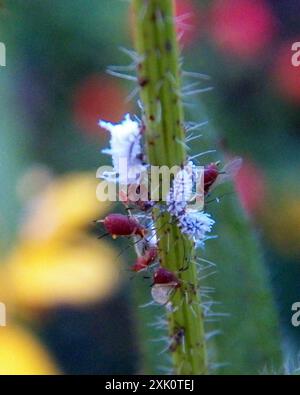 Mealybug Destroyer (Cryptolaemus montrouzieri), Insecta, Melbourne VIC ...