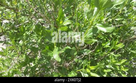 marsh elder (Iva frutescens) Plantae Stock Photo - Alamy