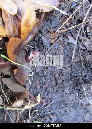 Western Wood Cockroach (Parcoblatta americana) Insecta Stock Photo - Alamy