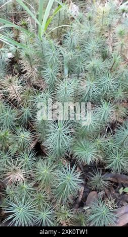 giant moss (Dawsonia superba) Plantae Stock Photo - Alamy