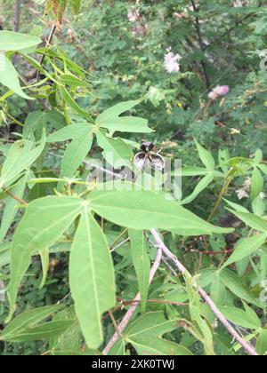 desert cotton (Gossypium thurberi) Plantae Stock Photo - Alamy