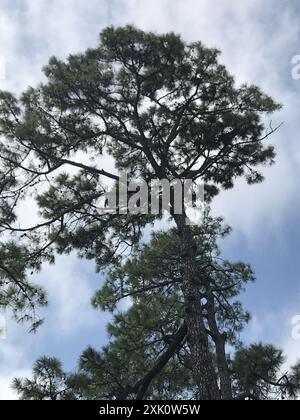 pond pine (Pinus serotina) Plantae Stock Photo - Alamy