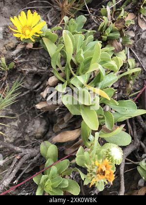 Oregon Gumplant (Grindelia stricta) Plantae Stock Photo - Alamy