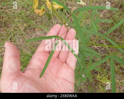 lanceleaf rattlebox (Crotalaria lanceolata) Plantae Stock Photo - Alamy
