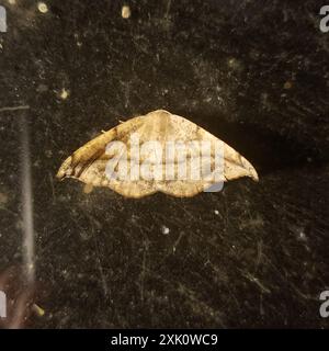 Juniper Geometer Moth (Patalene olyzonaria) Insecta Stock Photo - Alamy