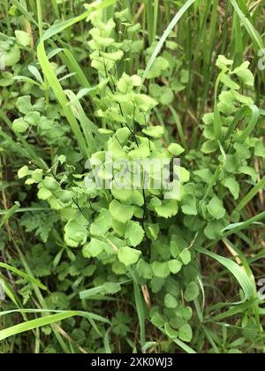 California Maidenhair Fern (Adiantum jordanii) Plantae Stock Photo - Alamy