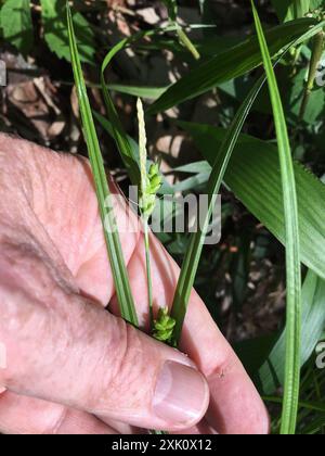 Prune-fruit Sedge (Carex corrugata) Plantae Stock Photo - Alamy