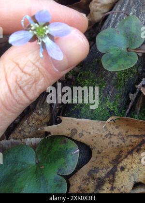 round-lobed hepatica (Hepatica americana) Plantae Stock Photo - Alamy