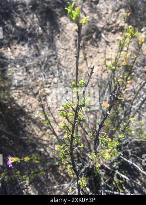Fine Felicia (Felicia filifolia) Plantae Stock Photo - Alamy