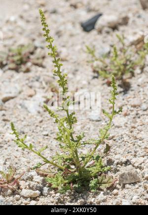 Jerusalem oak (Dysphania botrys) Plantae Stock Photo - Alamy