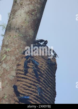 Warrior Wasps (Synoeca) Insecta Stock Photo - Alamy