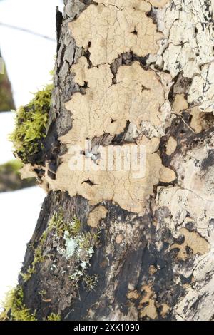 (Cystostereum murrayi) Fungi Stock Photo - Alamy