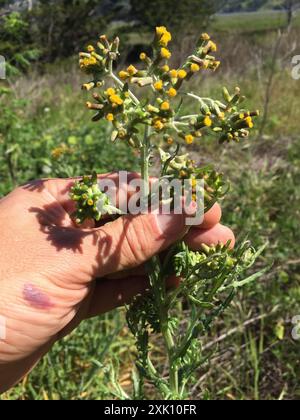 Cutleaf burnweed (Senecio glomeratus) Plantae Stock Photo - Alamy
