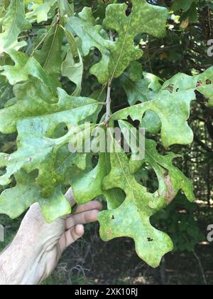post oak (Quercus stellata) Plantae Stock Photo - Alamy