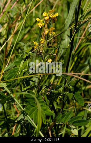 sennas (Senna) Plantae Stock Photo - Alamy