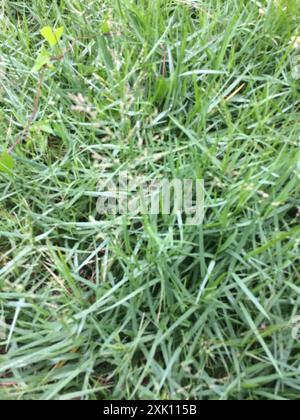 Torpedo grass (Panicum repens), Plantae, Florida, US Stock Photo - Alamy