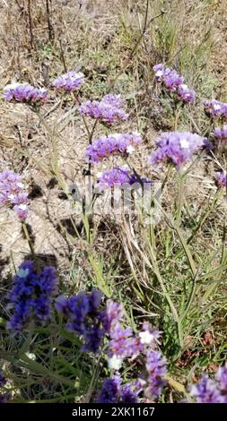 Blue statice (Limonium sinuatum) Plantae Stock Photo - Alamy