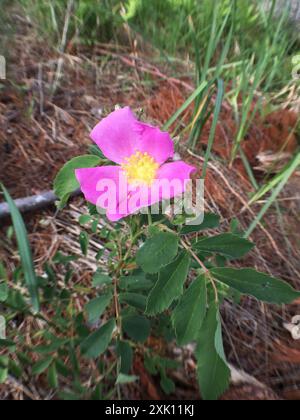 smooth rose (Rosa blanda) Plantae Stock Photo - Alamy
