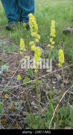 littleleaf alumroot (Heuchera parvifolia) Plantae Stock Photo - Alamy
