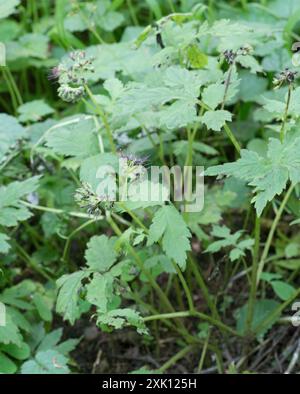 Pacific Waterleaf (Hydrophyllum tenuipes) Plantae Stock Photo - Alamy