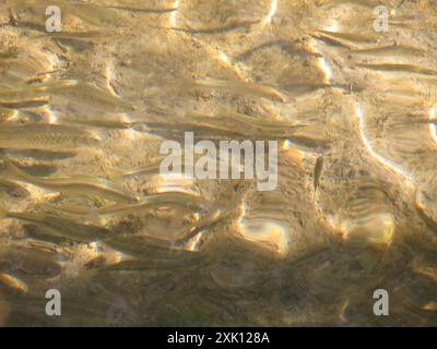 Common Shiner (Luxilus cornutus) Actinopterygii Stock Photo - Alamy