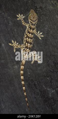 Large Forest Gecko (Gekko smithii Stock Photo - Alamy