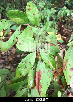 dangleberry (Gaylussacia frondosa) Plantae Stock Photo - Alamy