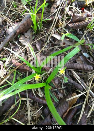 Stargrasses (Hypoxis) Plantae Stock Photo - Alamy