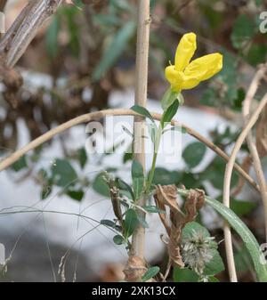 evening primrose family (Onagraceae) Plantae Stock Photo - Alamy