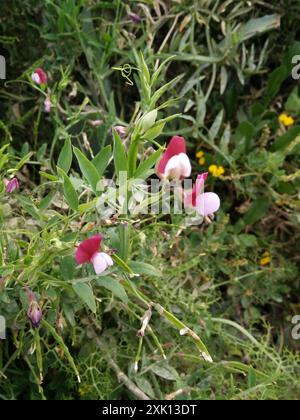 Crimson Pea (Lathyrus clymenum), Plantae, 353R+973, San Lavrencas ...