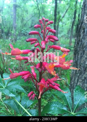 Red Buckeye (Aesculus pavia) Plantae Stock Photo - Alamy