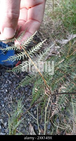 Austral Bracken (Pteridium esculentum), Plantae, Stirling SA 5152 ...